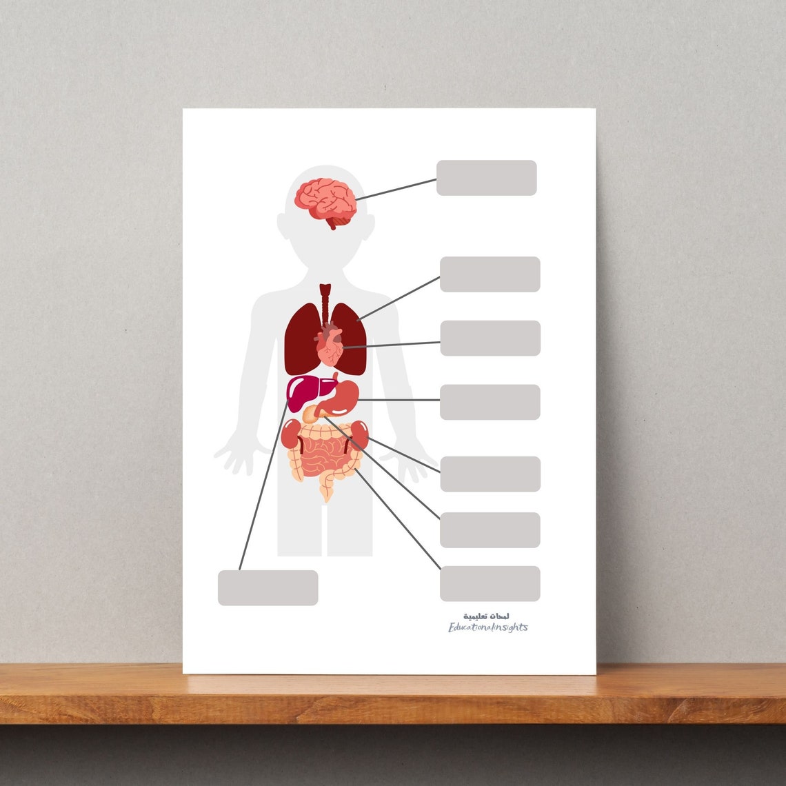 Human Anatomy Education Printable, Body Organs, Homeschool Learning ...