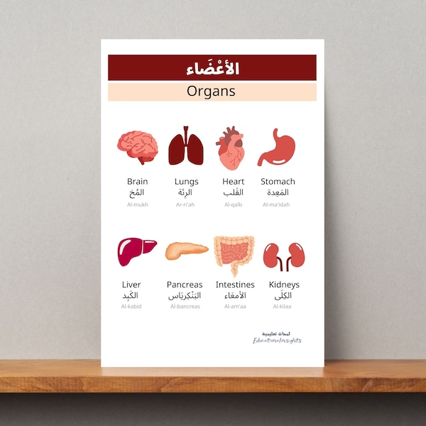 Human Organs for Kids Poster - Etsy