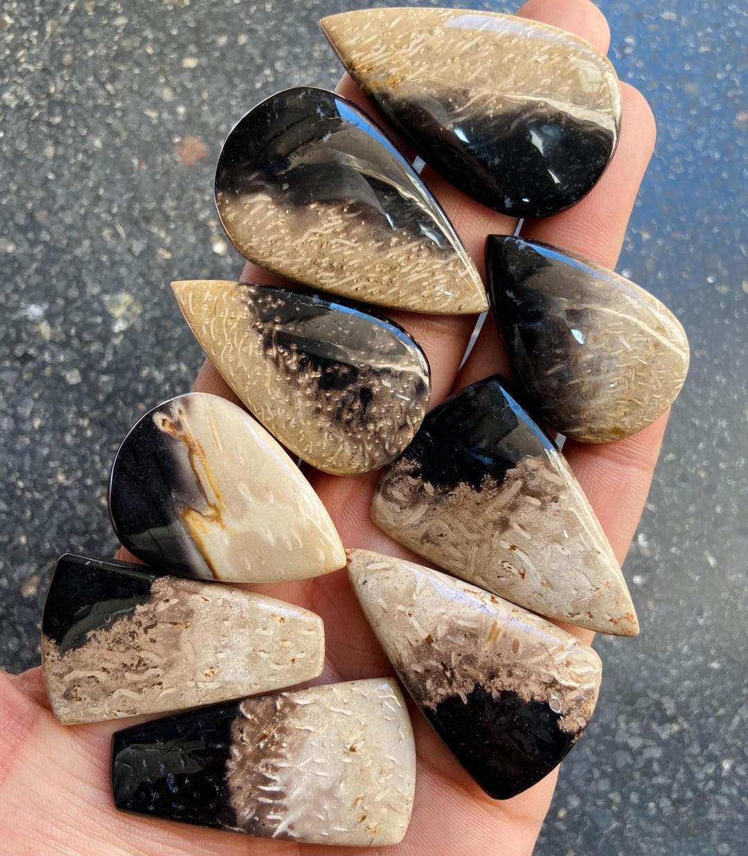 9 Pcs Petrified Palm Root Wood Gemstone Lot, Natural Petrified Palm ...