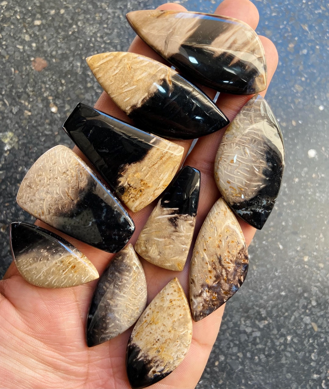10pcs Petrified Palm Root Wood Gemstone Lot, Natural Petrified Palm ...