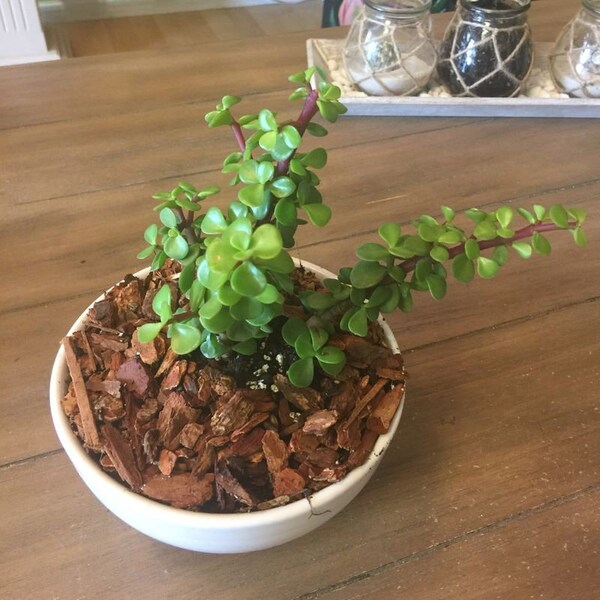 Dwarf Orange Tree - Etsy