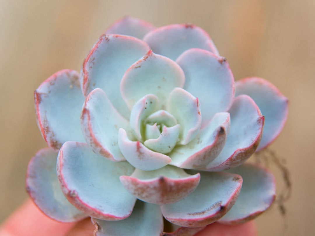 Five 5 Morning Beauty Succulent Plant Petals echeveria Subsessilis Pink ...