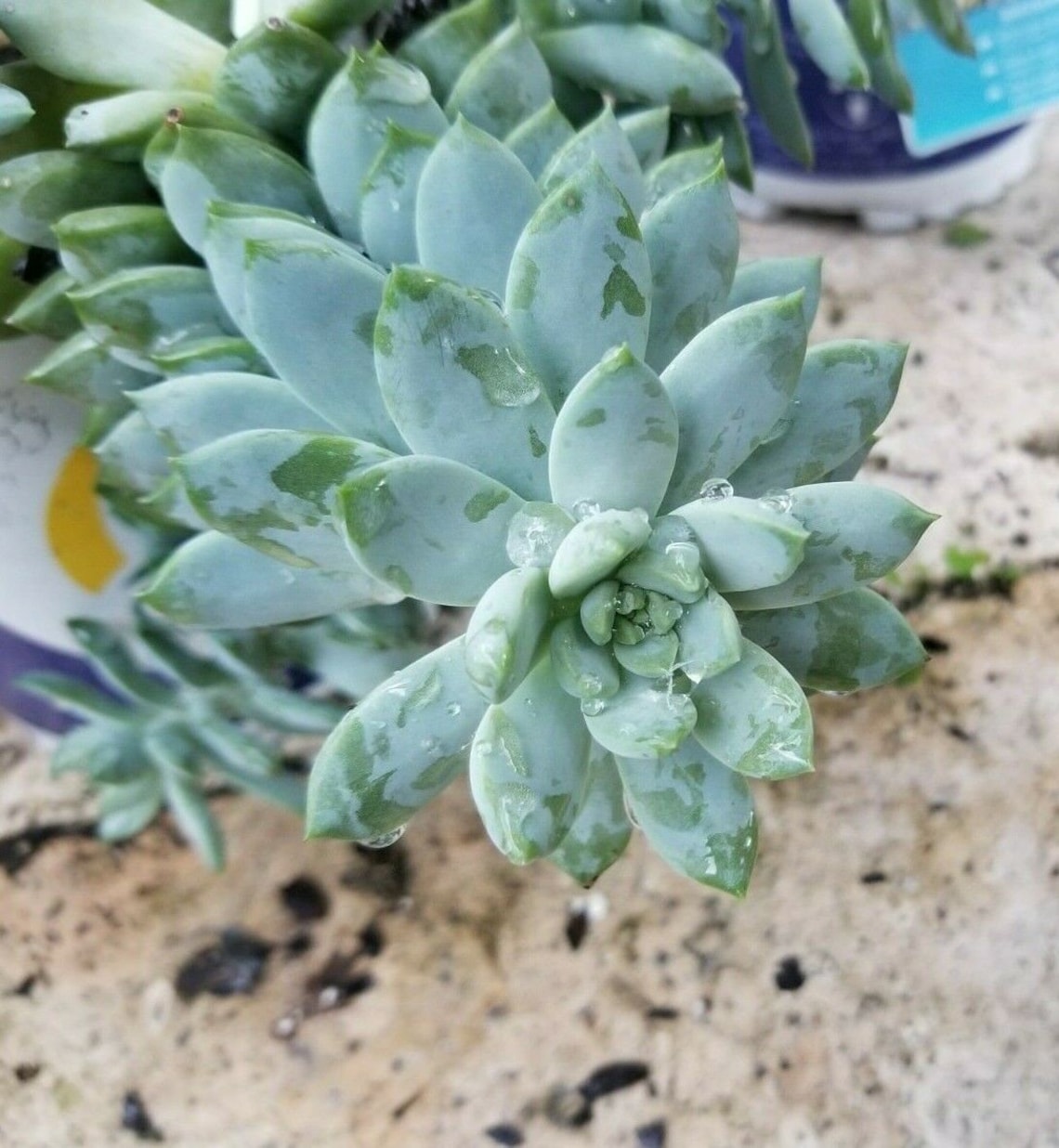 Five 5 Lilac Mist Succulent Plant Petals sedeveria - Etsy