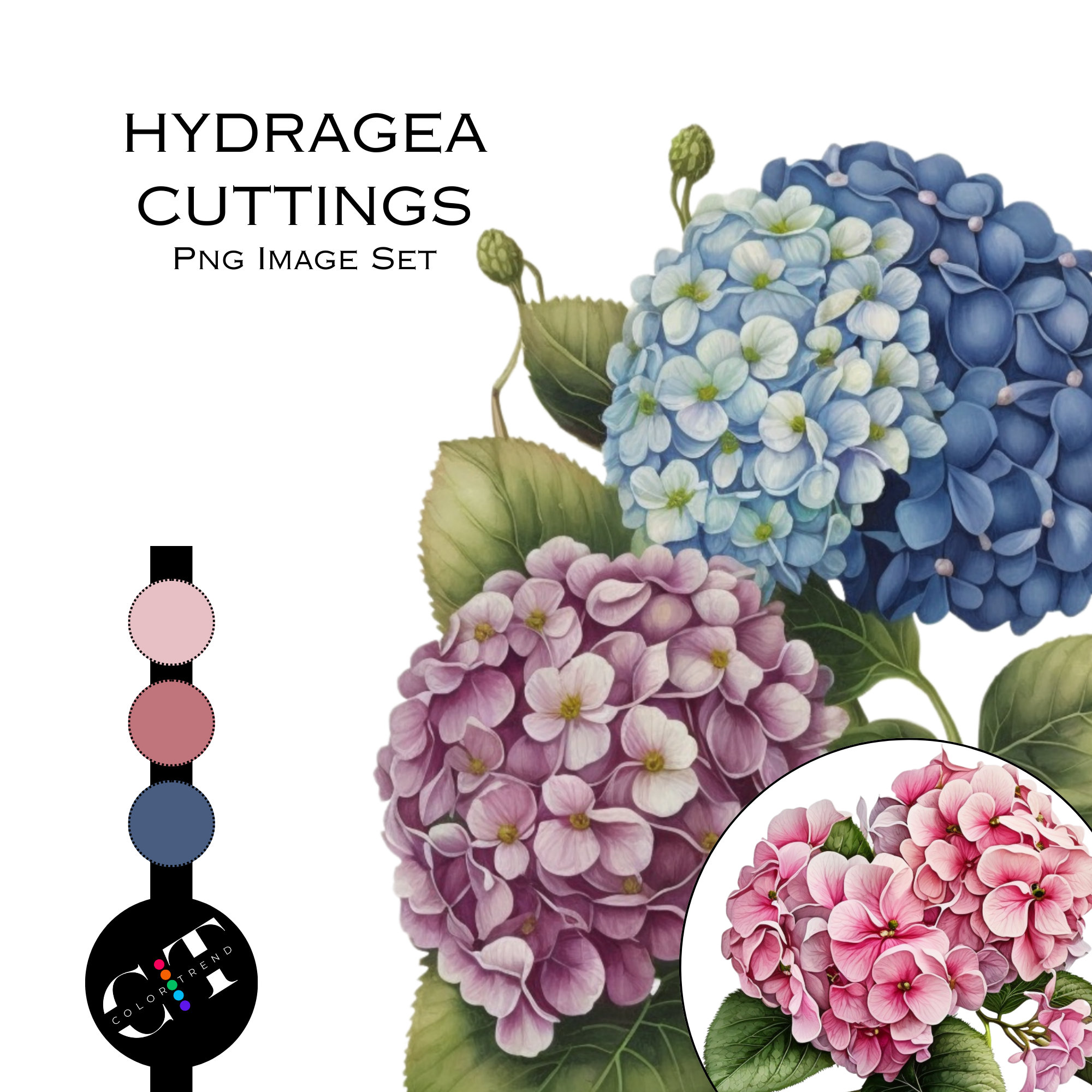 Hydrangea Flower Clusters, Watercolor Clipart, Pngs, Commercial Use ...