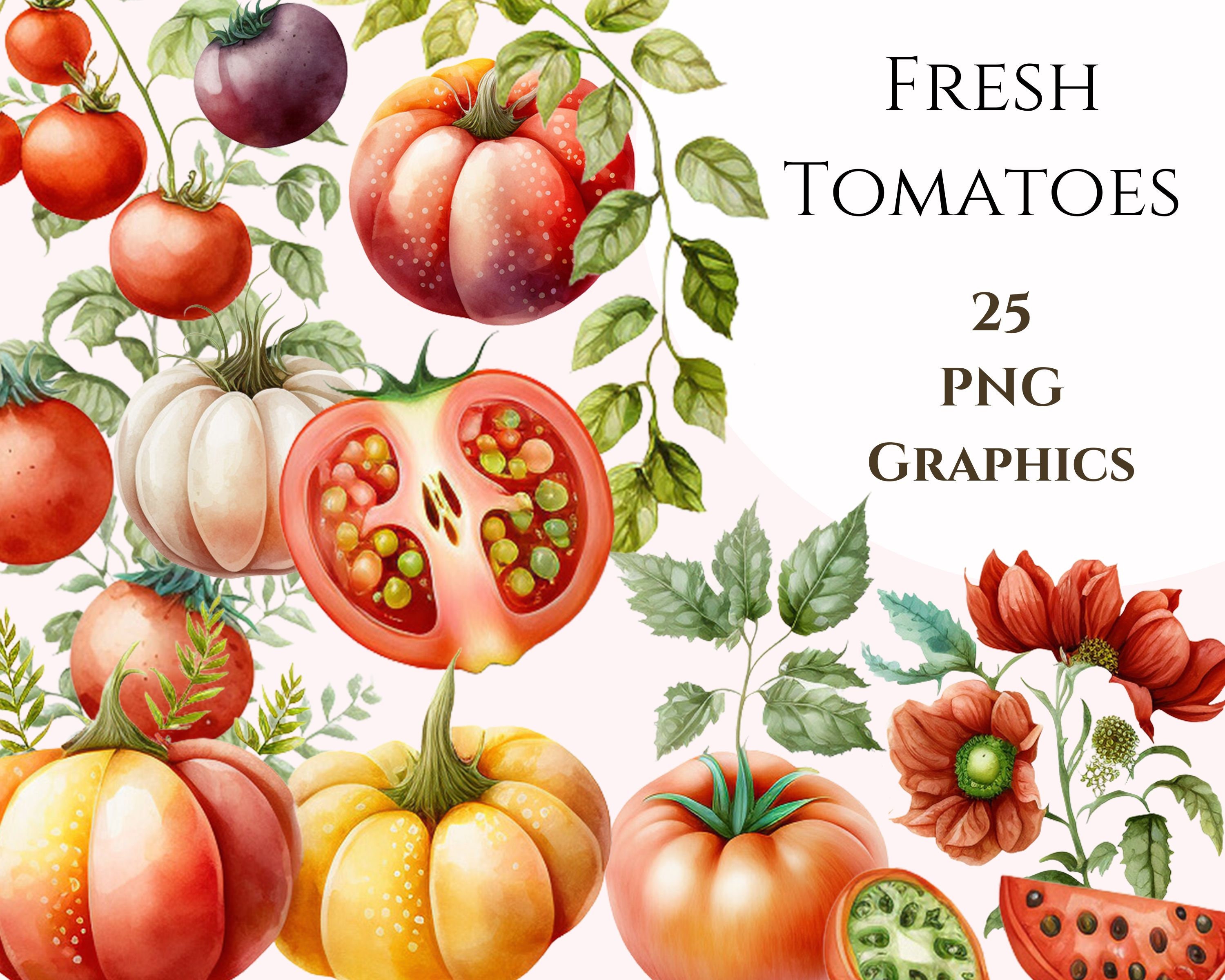 Watercolor Tomato Garden Clipart, Garden Pngs, Commercial Use ...