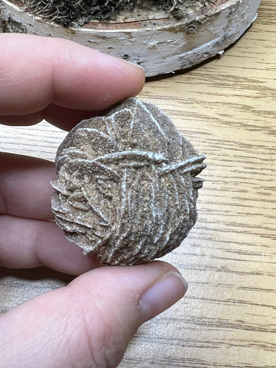 Desert Rose Selenite | Gypsum Sand Rose Specimen - Etsy