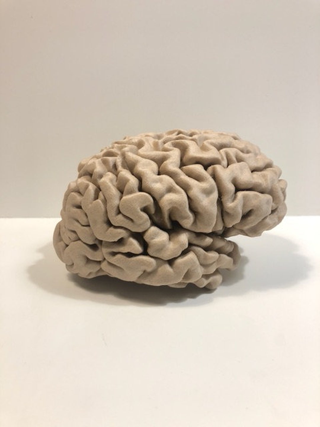 Your Brain 3D Printed From MRI Files - Etsy