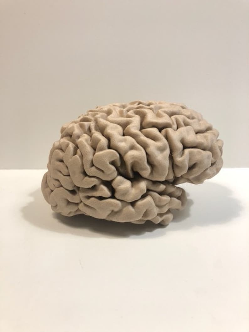 Your Brain 3D Printed From MRI Files - Etsy