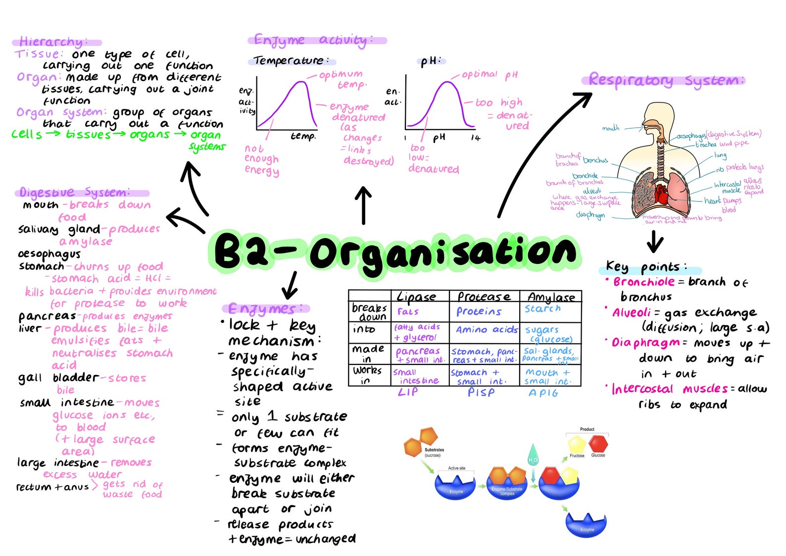 GCSE Biology Mindmaps - Etsy