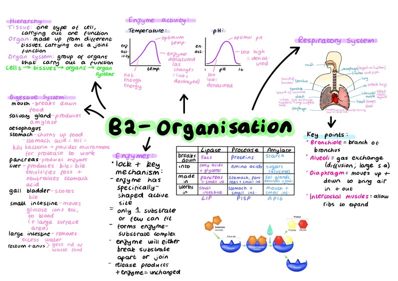 GCSE Biology Mindmaps - Etsy