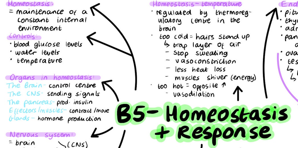 GCSE Biology Mindmaps - Etsy