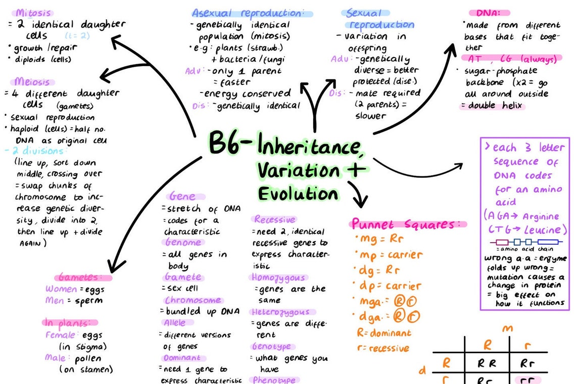 GCSE Biology Mindmaps - Etsy