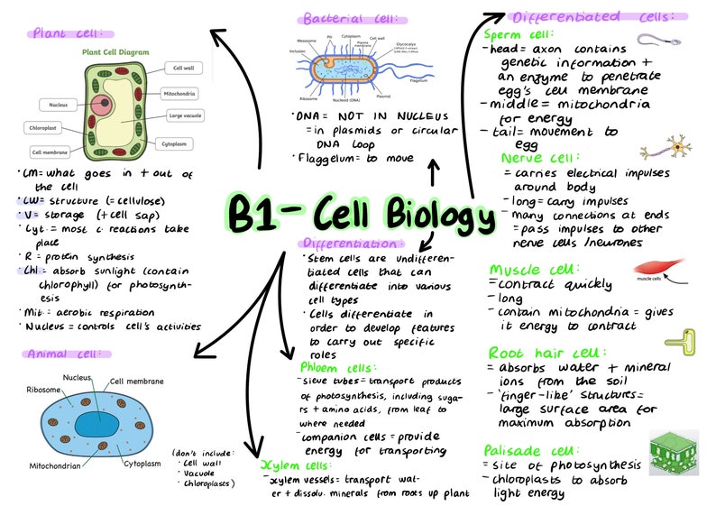 GCSE Biology Mindmaps - Etsy UK