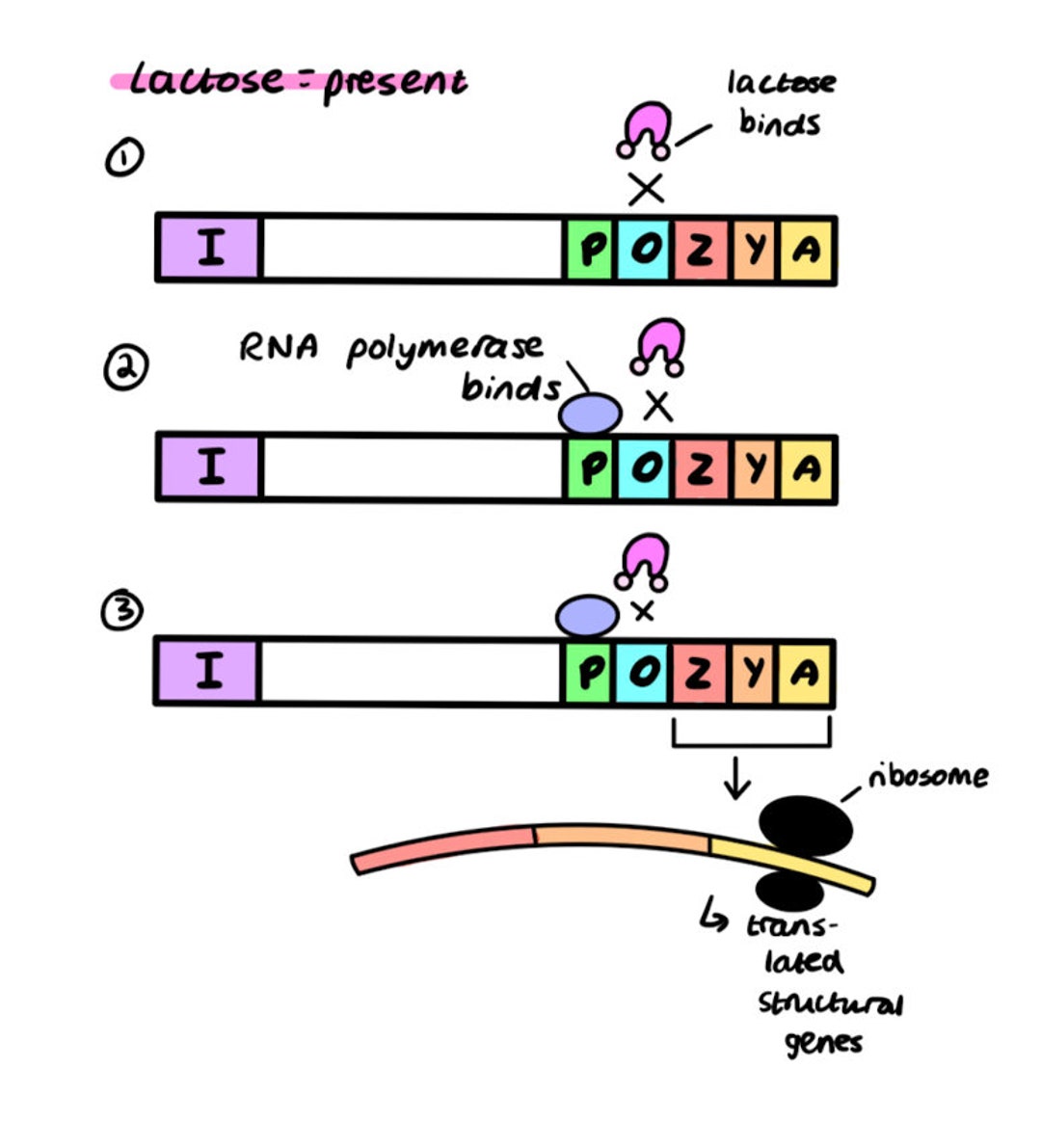 A Level Biology Diagrams - Etsy