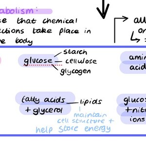 GCSE Biology Paper 1 Topics (B1-B4) - Etsy UK