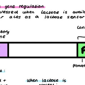 A Level Biology Diagrams - Etsy
