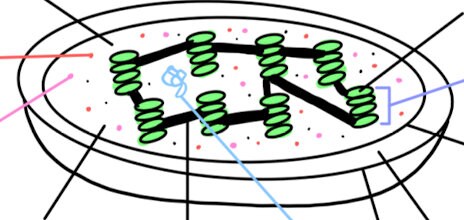 A Level Biology Diagrams - Etsy
