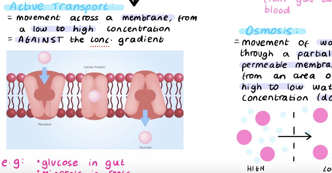 GCSE Biology Paper 1 Topics (B1-B4) - Etsy UK