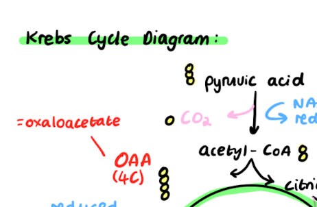 A Level Biology Diagrams - Etsy