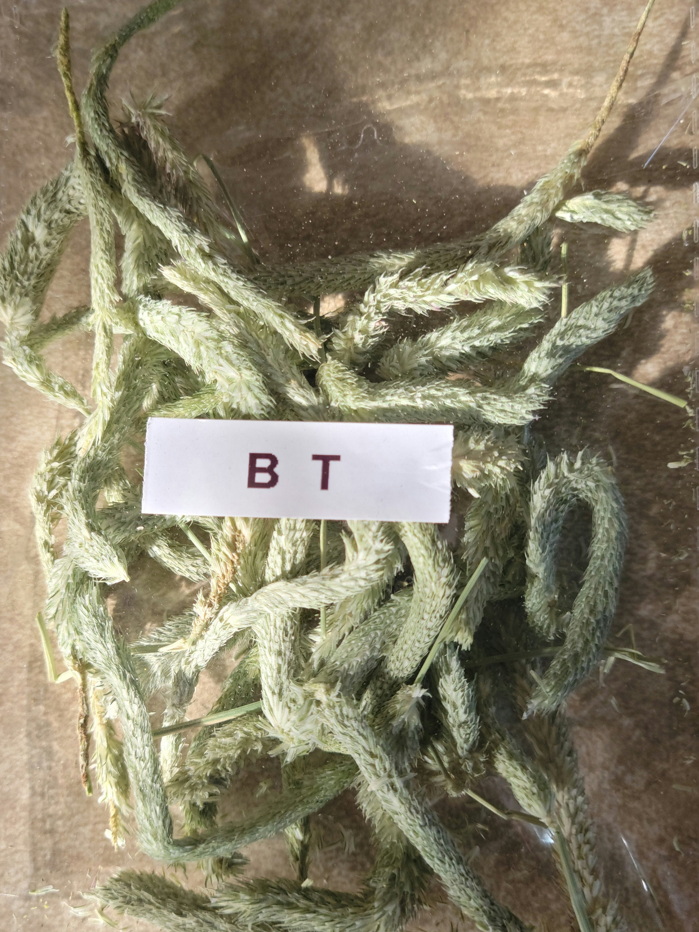 Botanical Hay Tips - Etsy