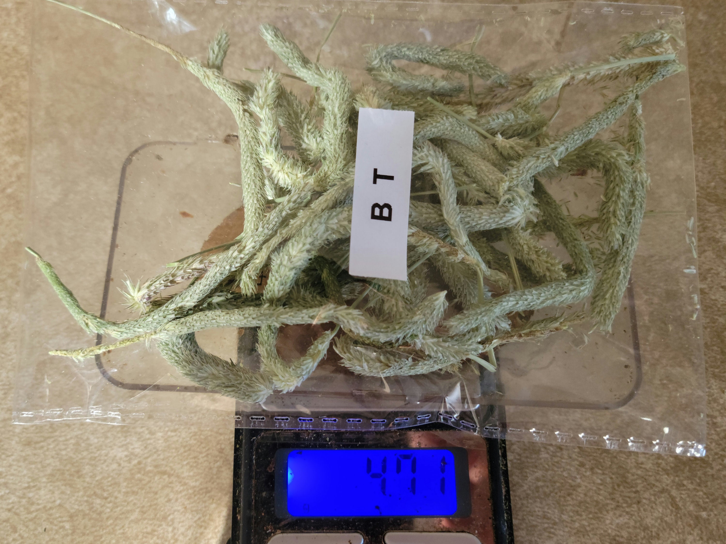 Botanical Hay Tips - Etsy