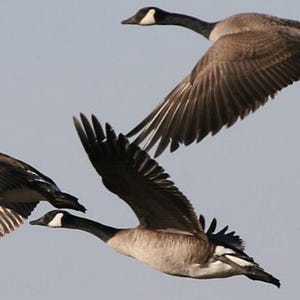 Adirondack Pack Basket Foraging Backpack Basket wild Geese - Etsy