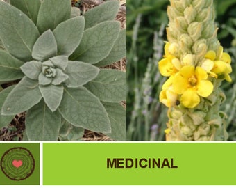 Common Mullein Seeds - Etsy