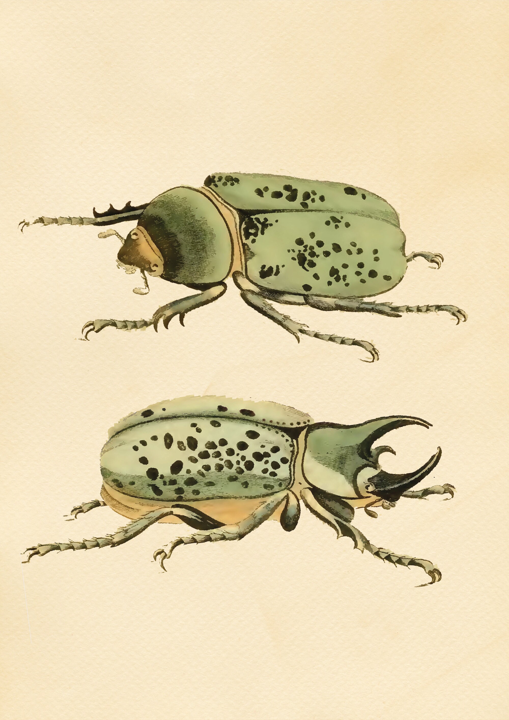 Vintage Insect Wall Collage Kit 20 Physical Prints - Etsy