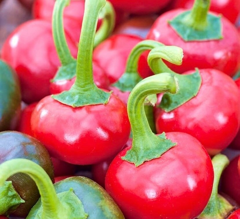 24 seeds Coral pepper also decorative round very sharp Seeds Craft ...