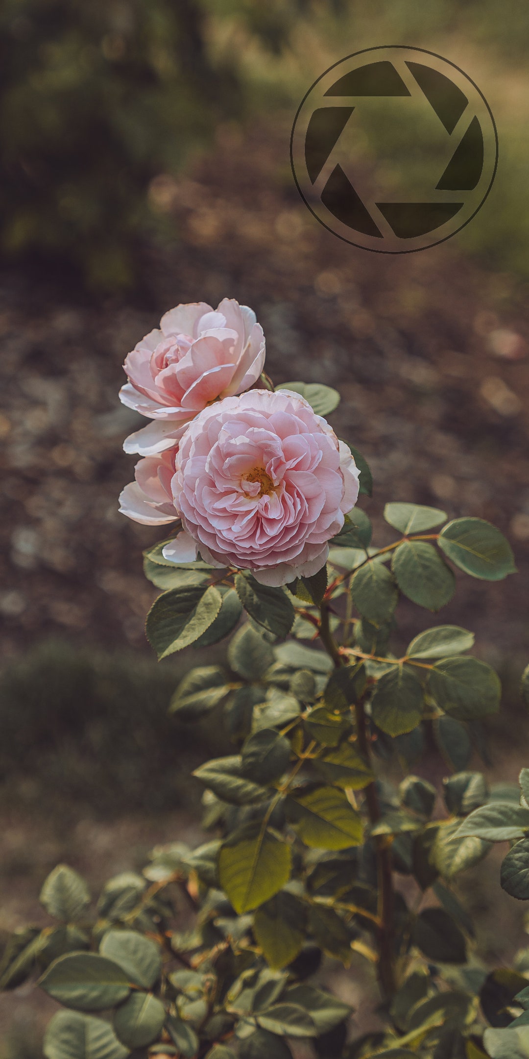 Pink Rose Wallpaper| Floral Wallpaper | Ios Lockscreen | Cellphone ...