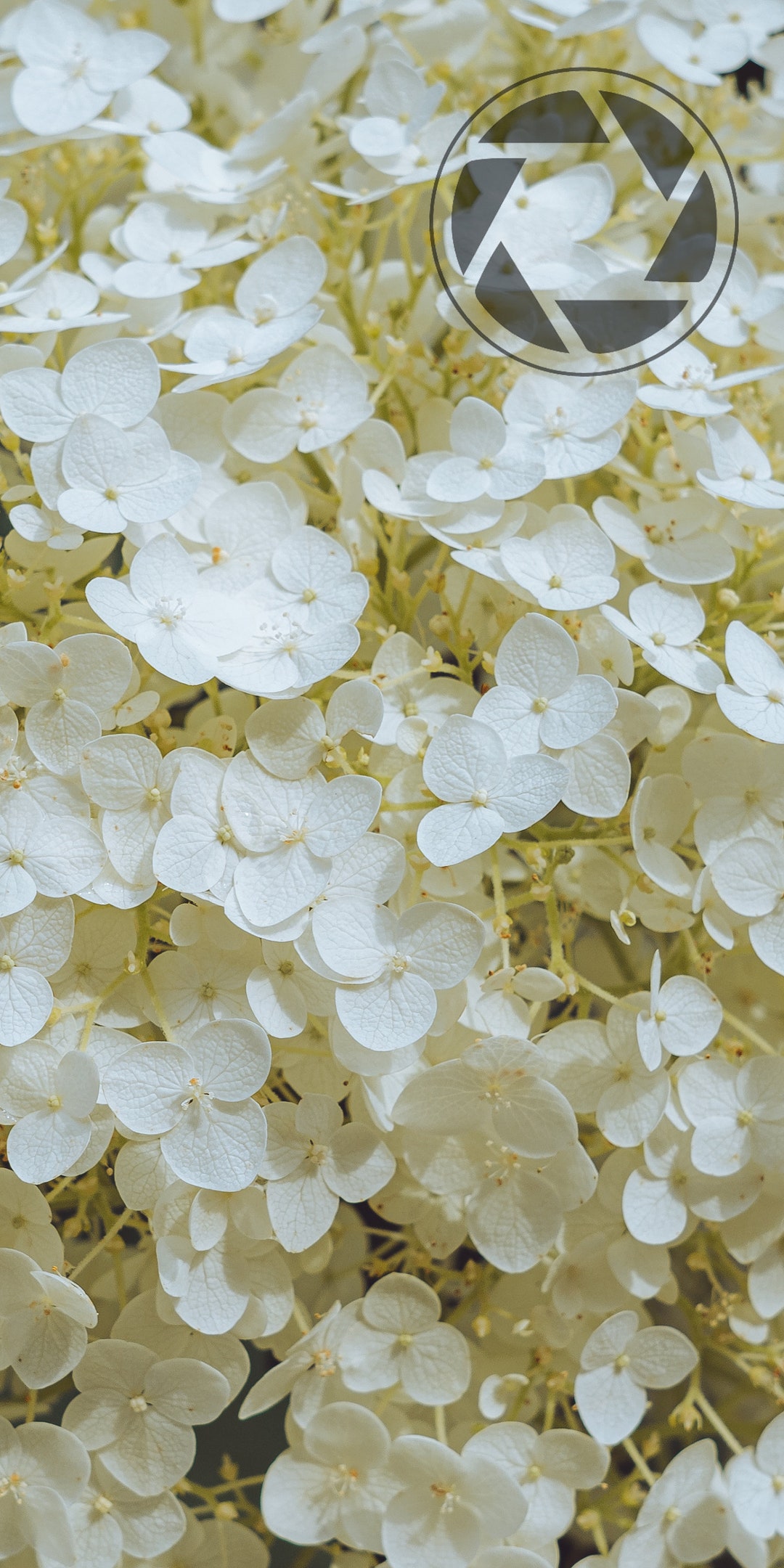 Hydrangea Wallpaper 2 Pack| Floral Wallpaper | Ios Lockscreen ...