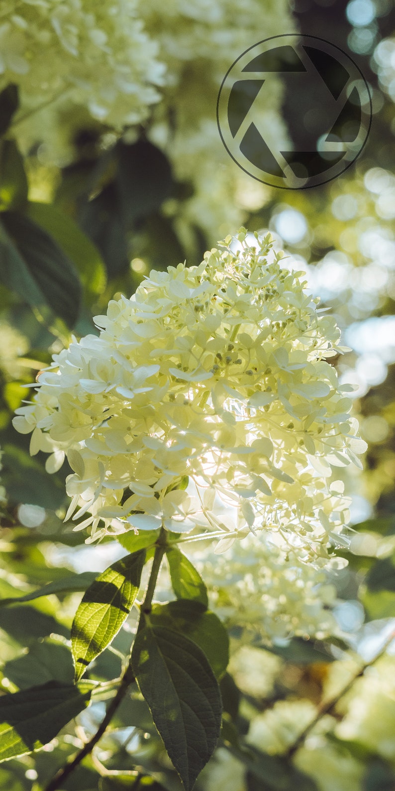 Hydrangea Wallpaper| Floral Wallpaper | Ios Lockscreen | Cellphone ...
