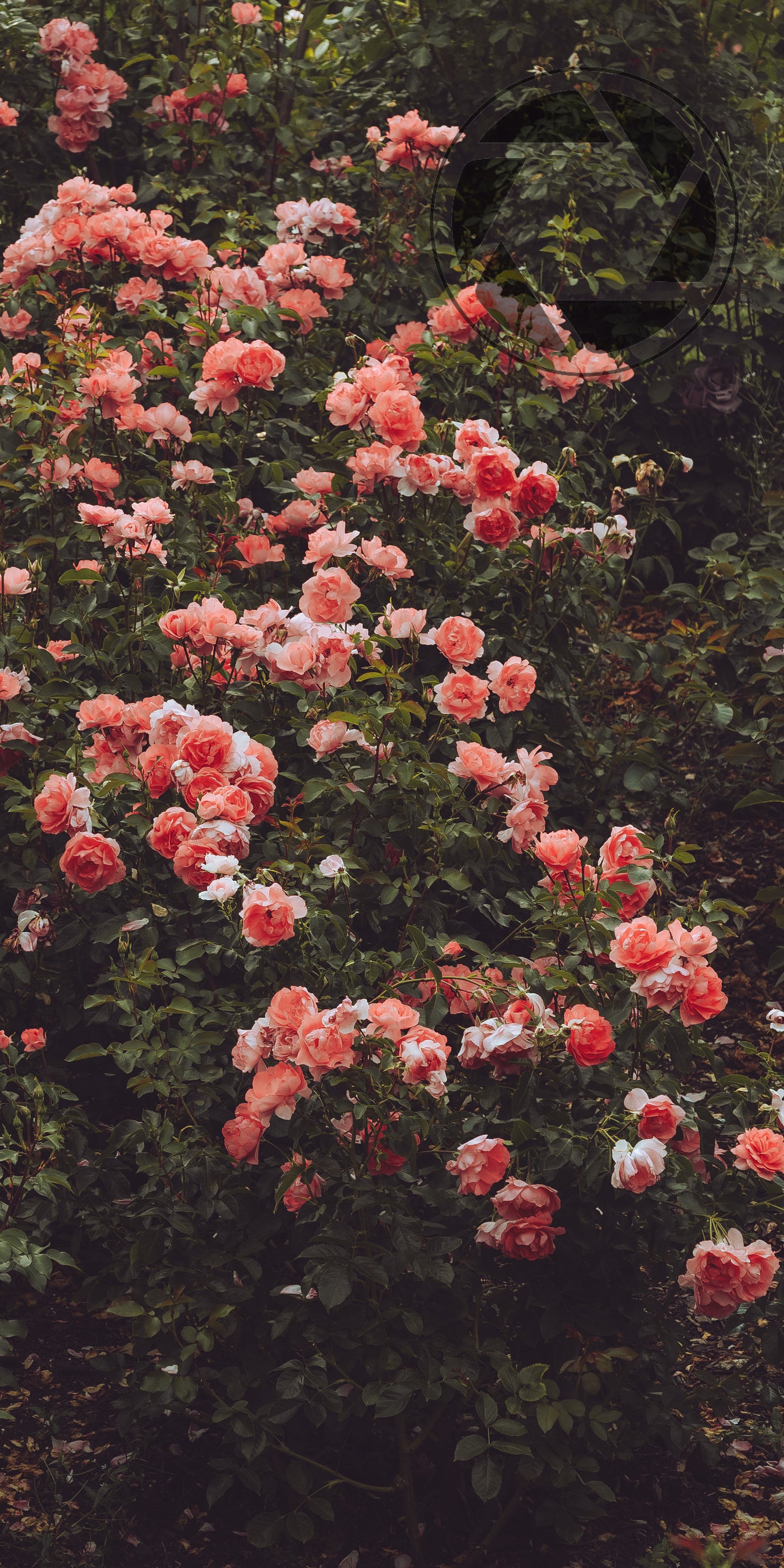 Pink Rose Bush Wallpaper | Floral Wallpaper | Ios Lockscreen ...