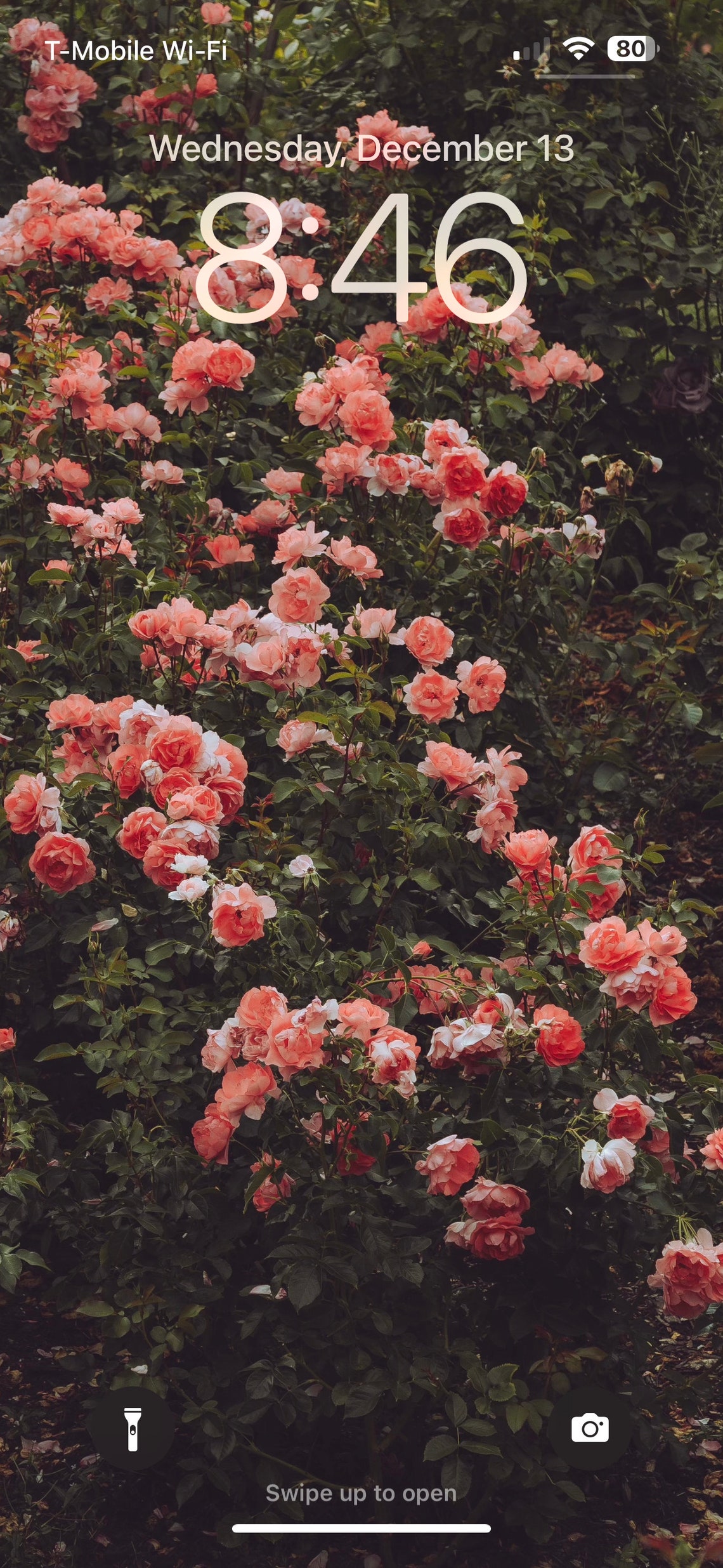 Pink Rose Bush Wallpaper | Floral Wallpaper | Ios Lockscreen ...
