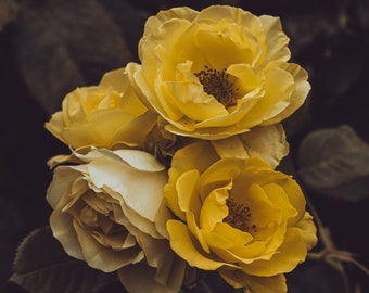 Pink Rose Bush Wallpaper | Floral Wallpaper | Ios Lockscreen ...