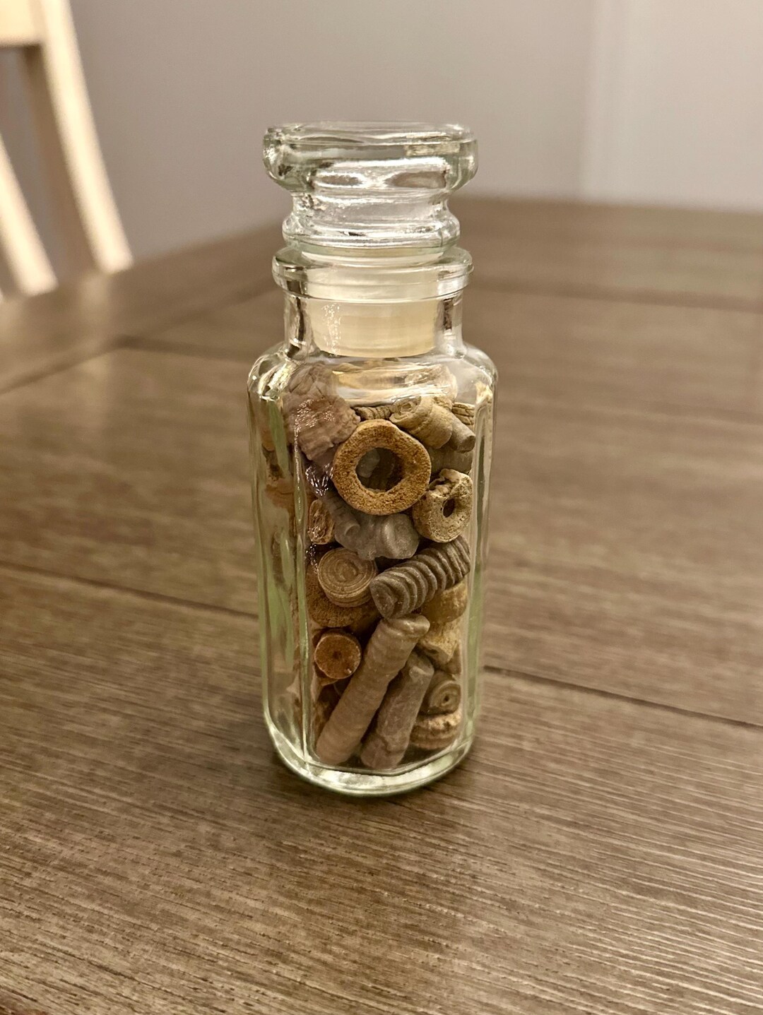 Glass Jar of Crinoid Fossil Stalks, Crinoid Fossil Stems, Fossilized ...