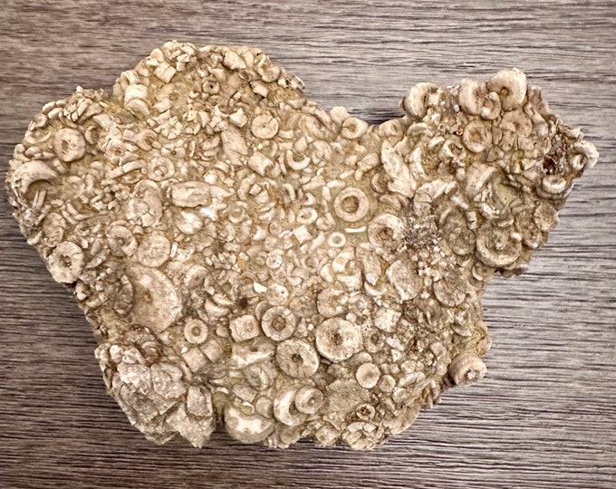 Crinoid Fossilized Rock Slab, Crinoid Fossil Stems, Fossilized Crinoids ...