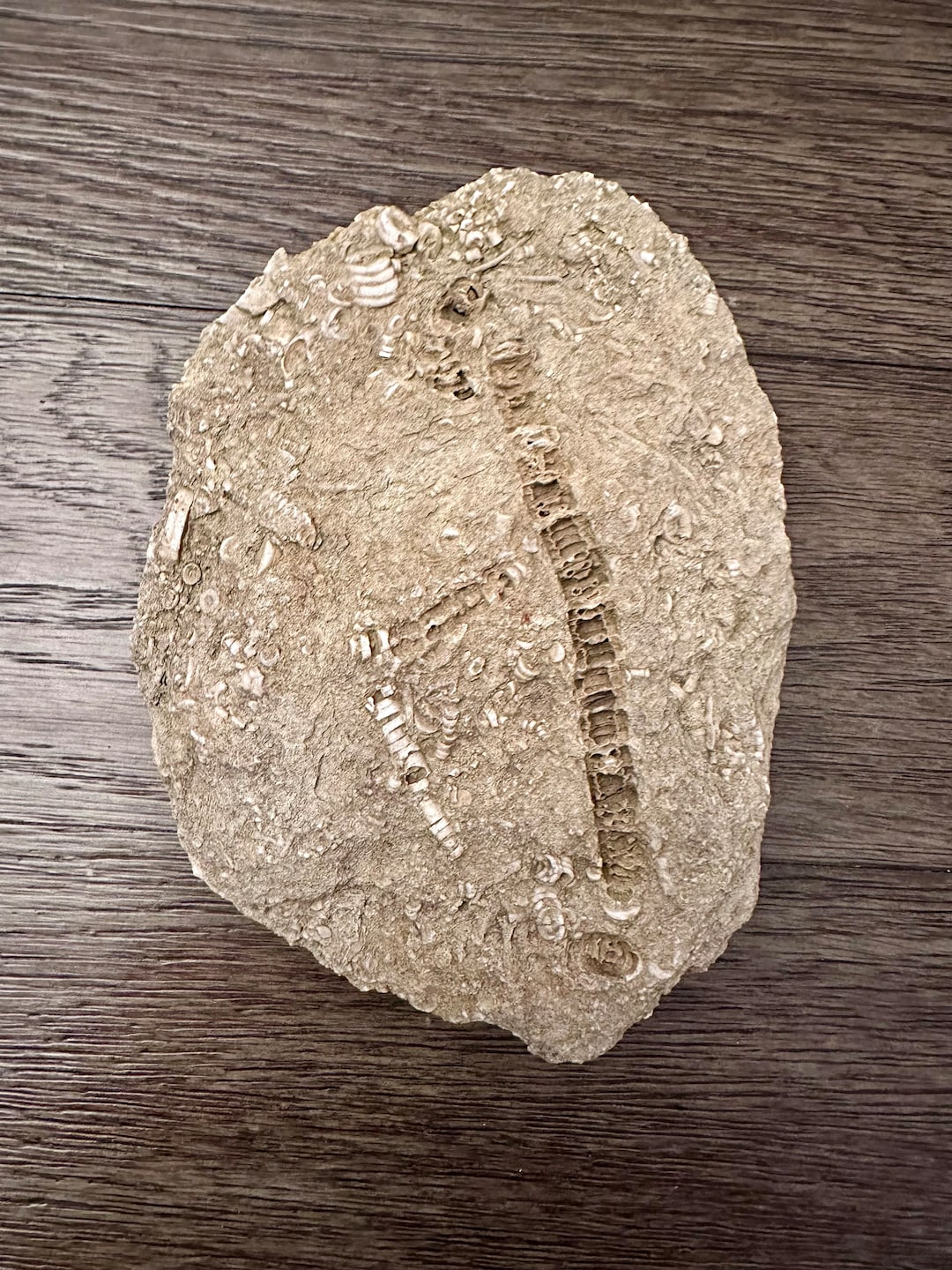 Crinoid Fossilized Rock Slab, Crinoid Fossil Stems, Fossilized Crinoids ...