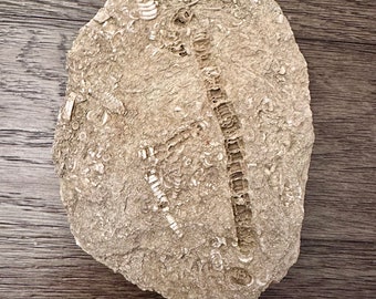 Glass Jar of Crinoid Fossil Stalks, Crinoid Fossil Stems, Fossilized ...