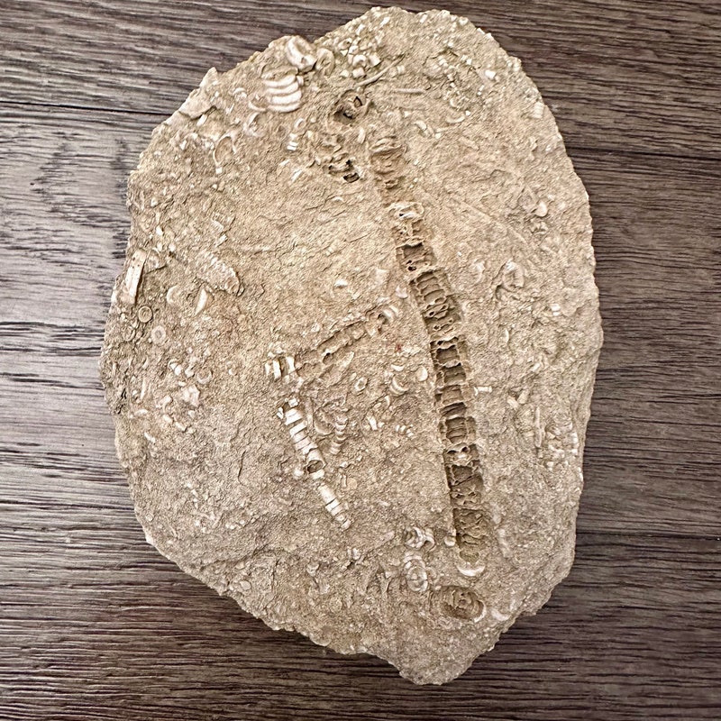 Fossil Rock - Etsy