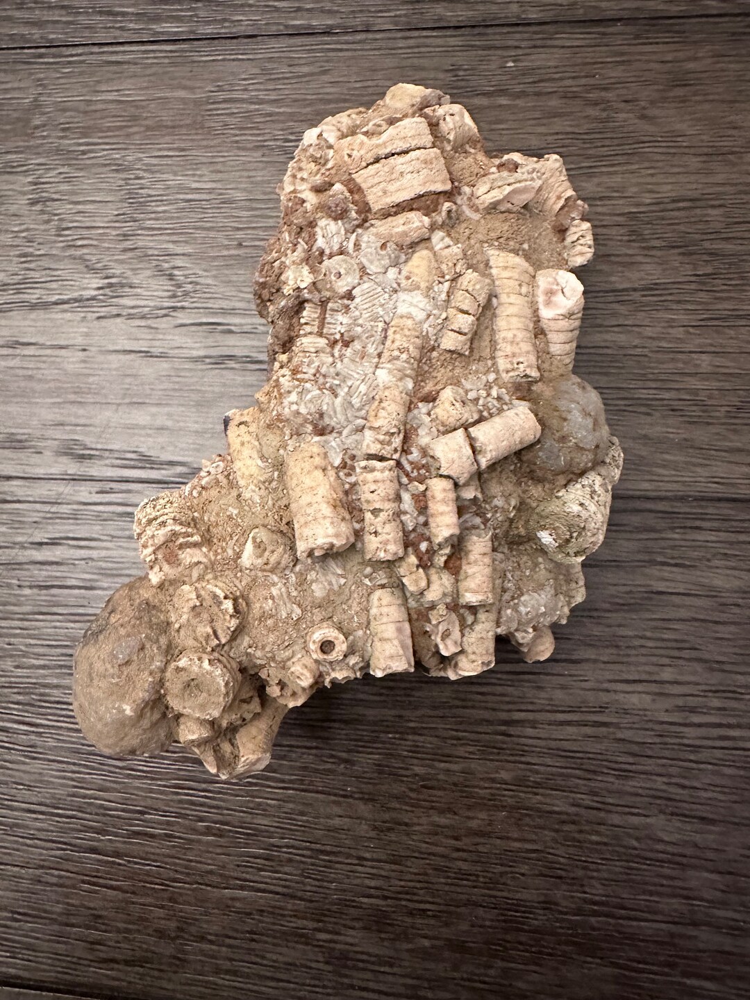 Crinoid Fossilized Rock Slab, Crinoid Fossil Stems, Fossilized Crinoids ...