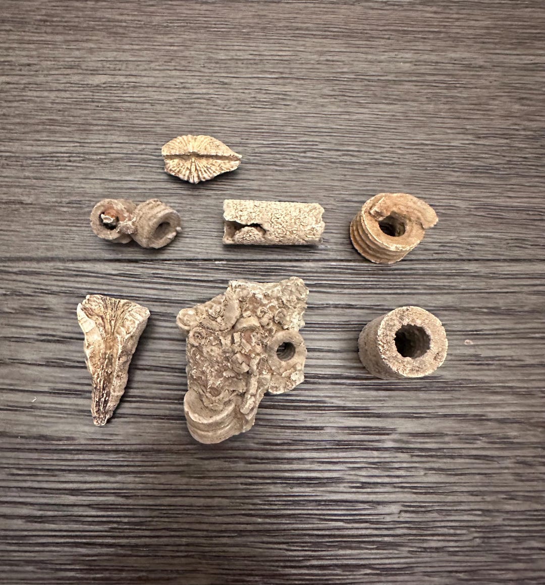 Crinoid Fossil Stalk, Crinoid Fossil Stems, Fossilized Rocks, Crinoid ...