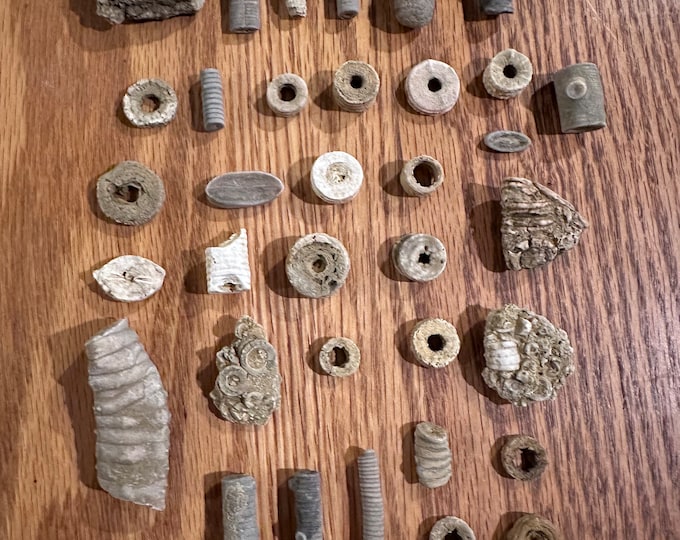 Crinoid Fossil Stalk, Crinoid Fossil Stems, Fossilized Rocks, Crinoid ...