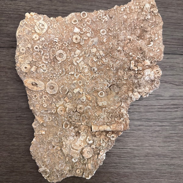 Crinoid Fossil Star - Etsy
