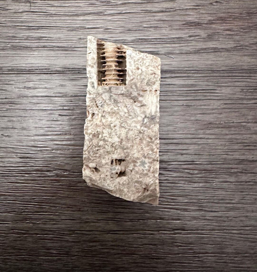 Crinoid Fossilized Rock Slab, Crinoid Fossil Stem, Fossilized Crinoid ...