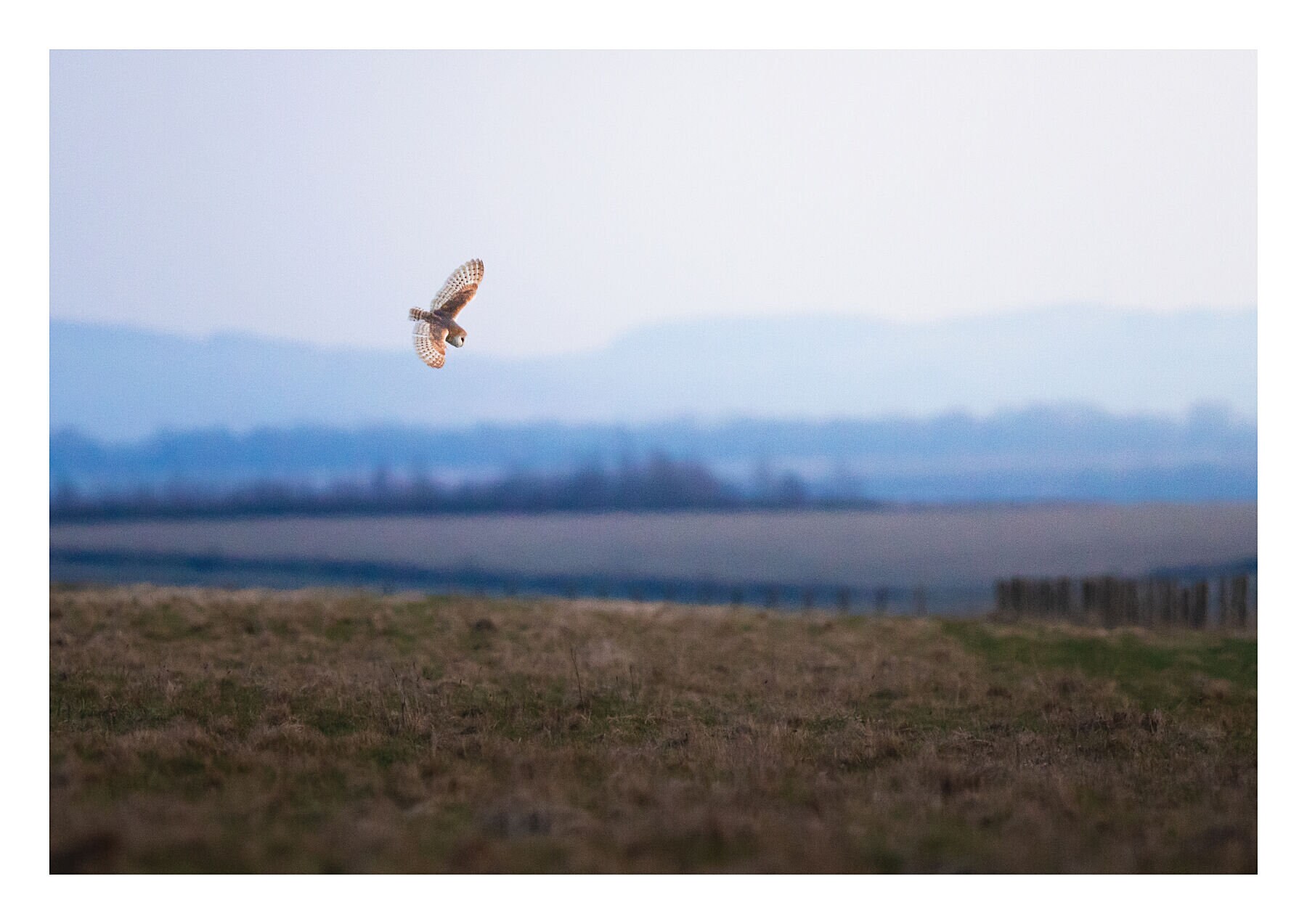 Barn Owl Wildlife Photo Print - Etsy