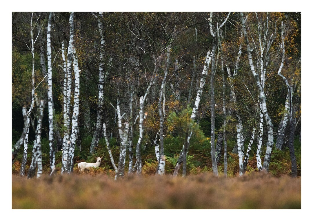 Fallow Buck Forest Wildlife Photo Print - Etsy