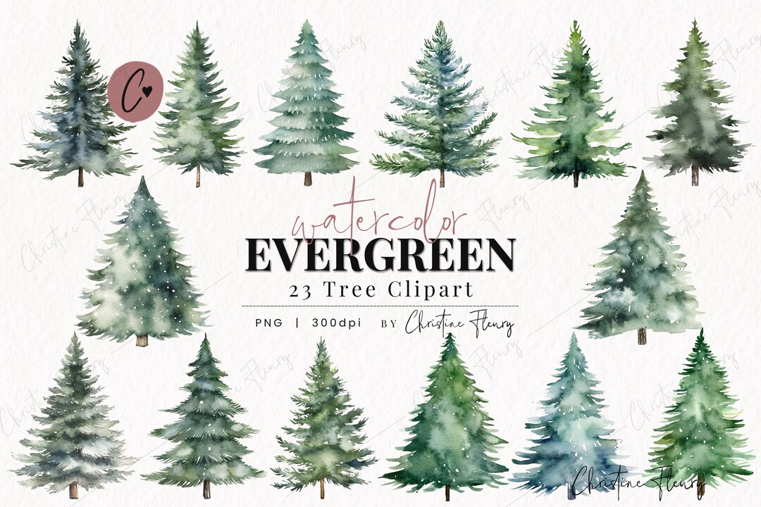 Watercolor Evergreen Clipart, Watercolor Tree Clipart, Watercolor PNG ...
