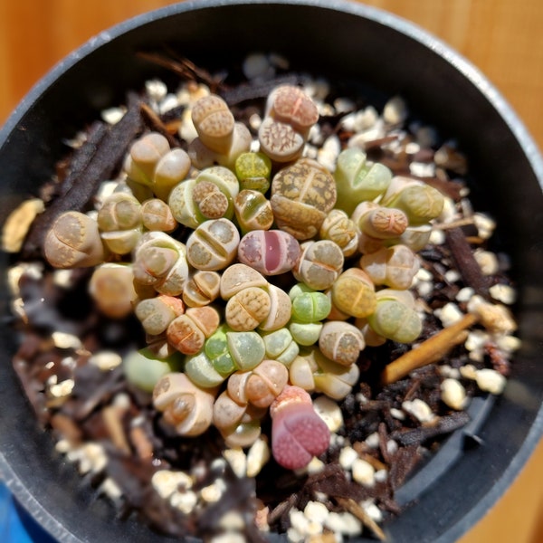 Lithops Live Plant - Etsy