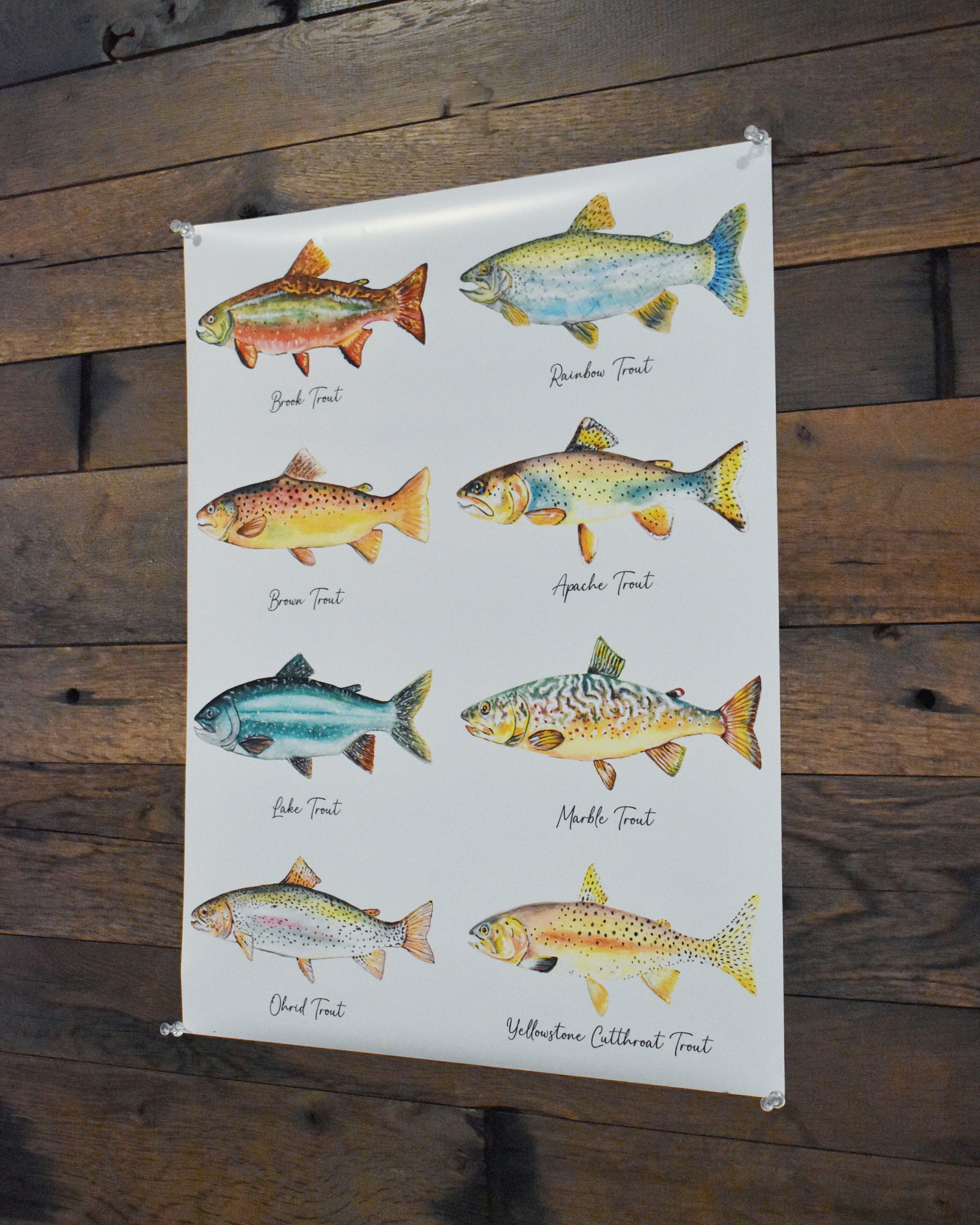 North American Trout Watercolor Poster - Etsy